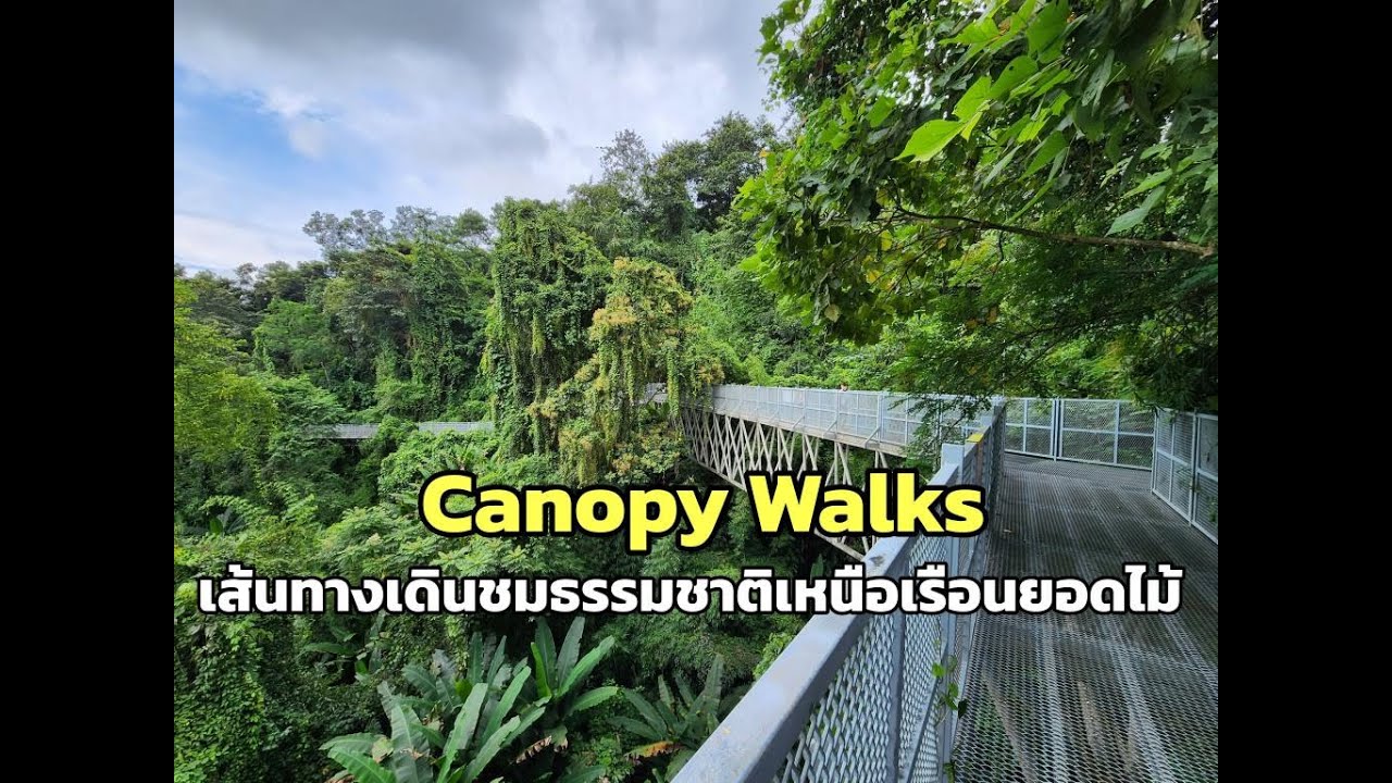 เดินชมวิวมุมสูง Canopy Walks ทางเดินชมธรรมชาติ จ.เชียงใหม่ - YouTube