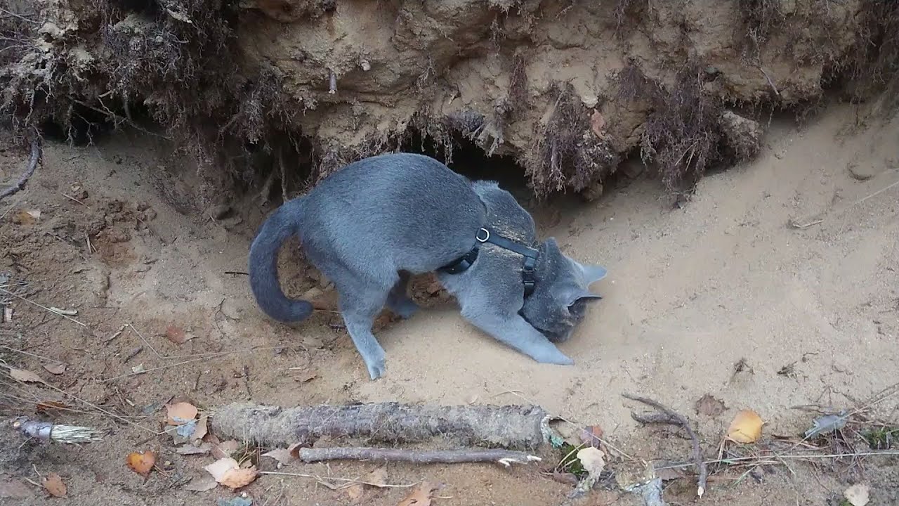 Caspian, a Russian blue cat, digging in the sand 01 - YouTube