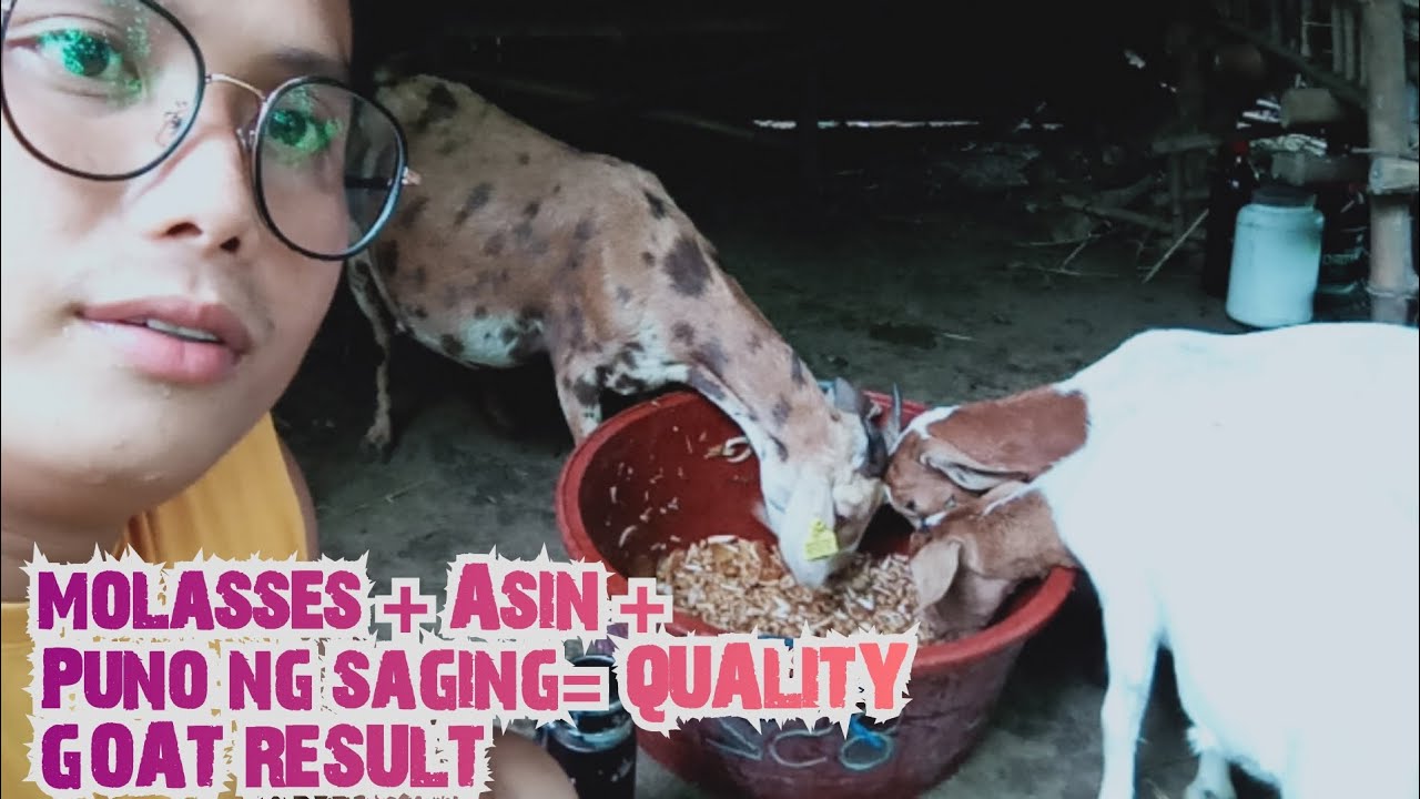 grabe 😲 LUMABAS ANG BULATI NG KAMBING DAHIL SA PUNO NG SAGING NA ...