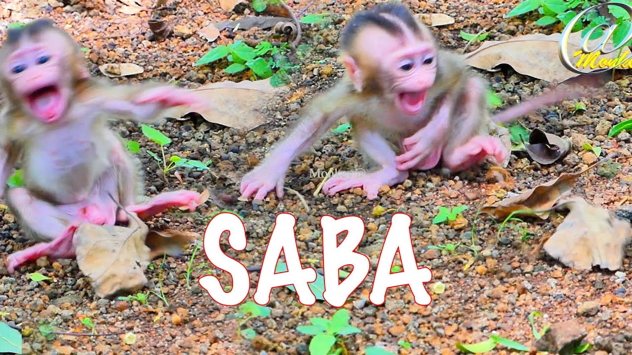 OMG..! Baby SABA rotated his body many times to show his mother | He is ...