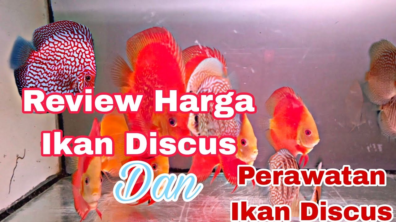 Review harga Ikan Discus dan perawatan ikan Discus - YouTube