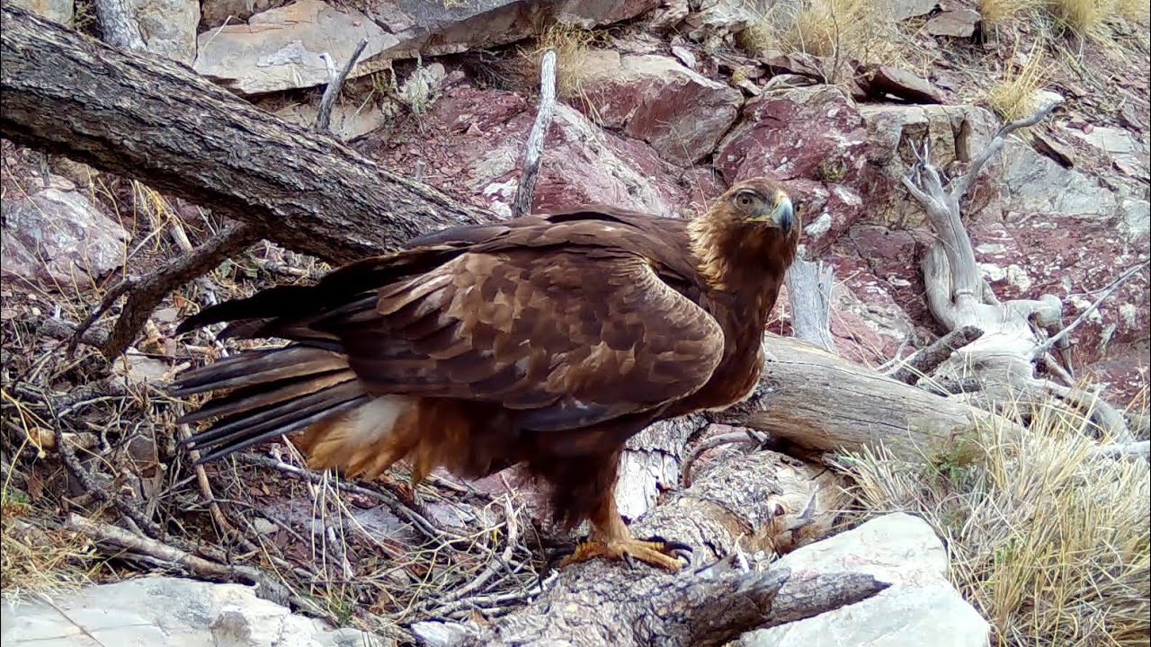 Golden Eagle in Southern Arizona on my Trail cameras - YouTube