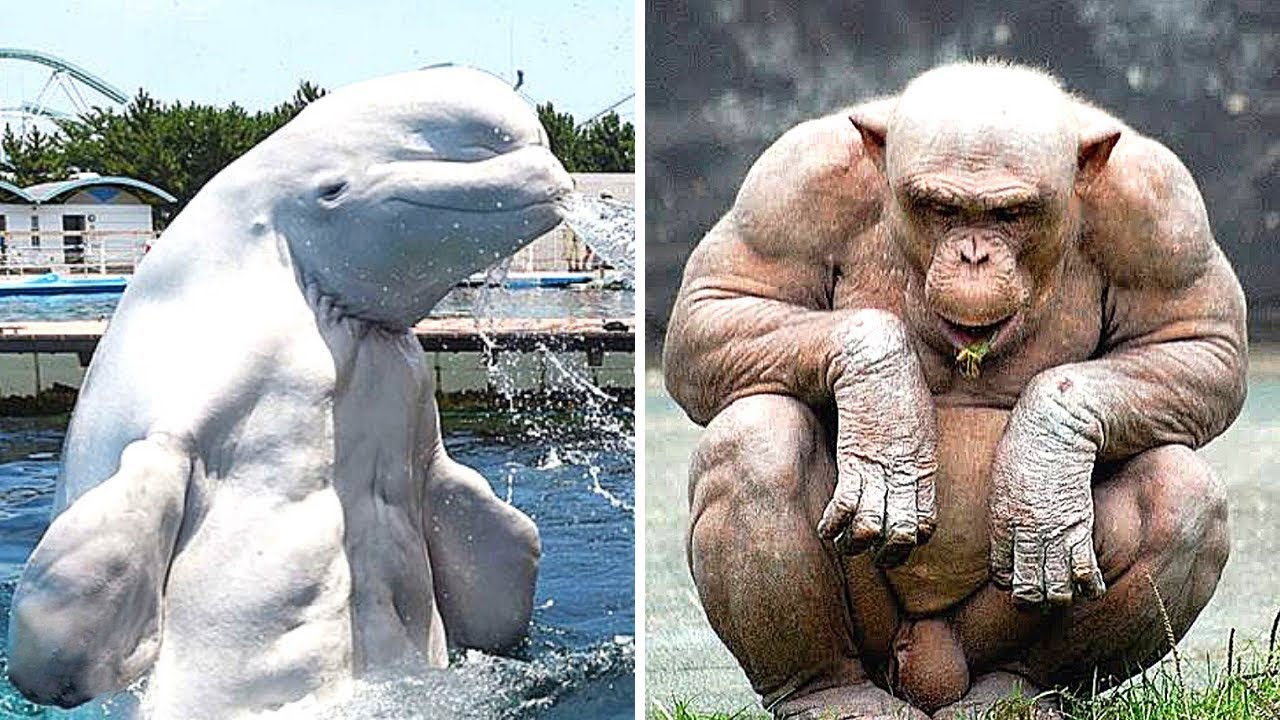 İnanılmaz Güçlü Olan 11 Kaslı Hayvan - YouTube