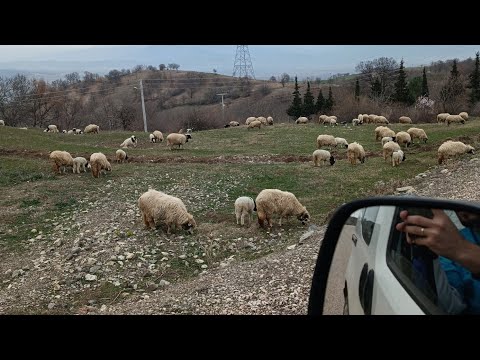 Sahibini İyi Tanıyan Saf Karayaka Koyunu 🇹🇷 #keşfetbeniöneçıkar #trending #keşfet #beğen #short