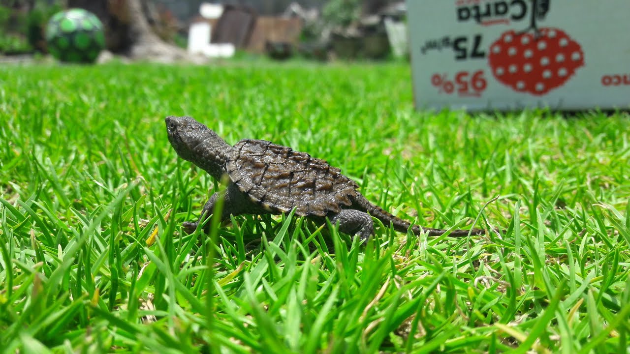 cuidados de tortugas bebes - YouTube