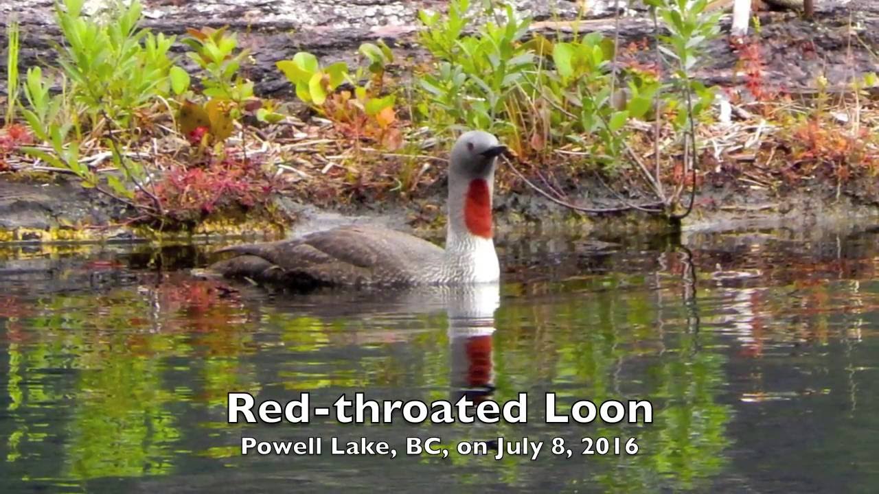Red-throated Loons - YouTube