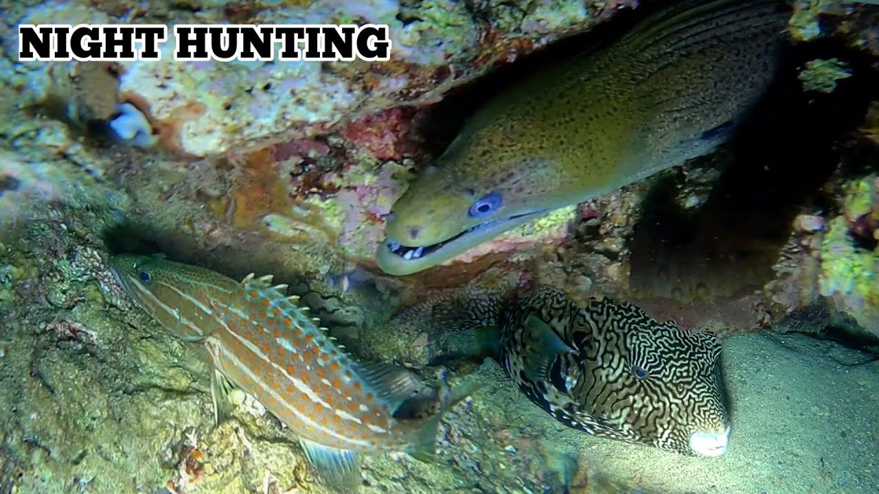NIGHT HUNTING IN HIDDEN FISH NESTS - YouTube