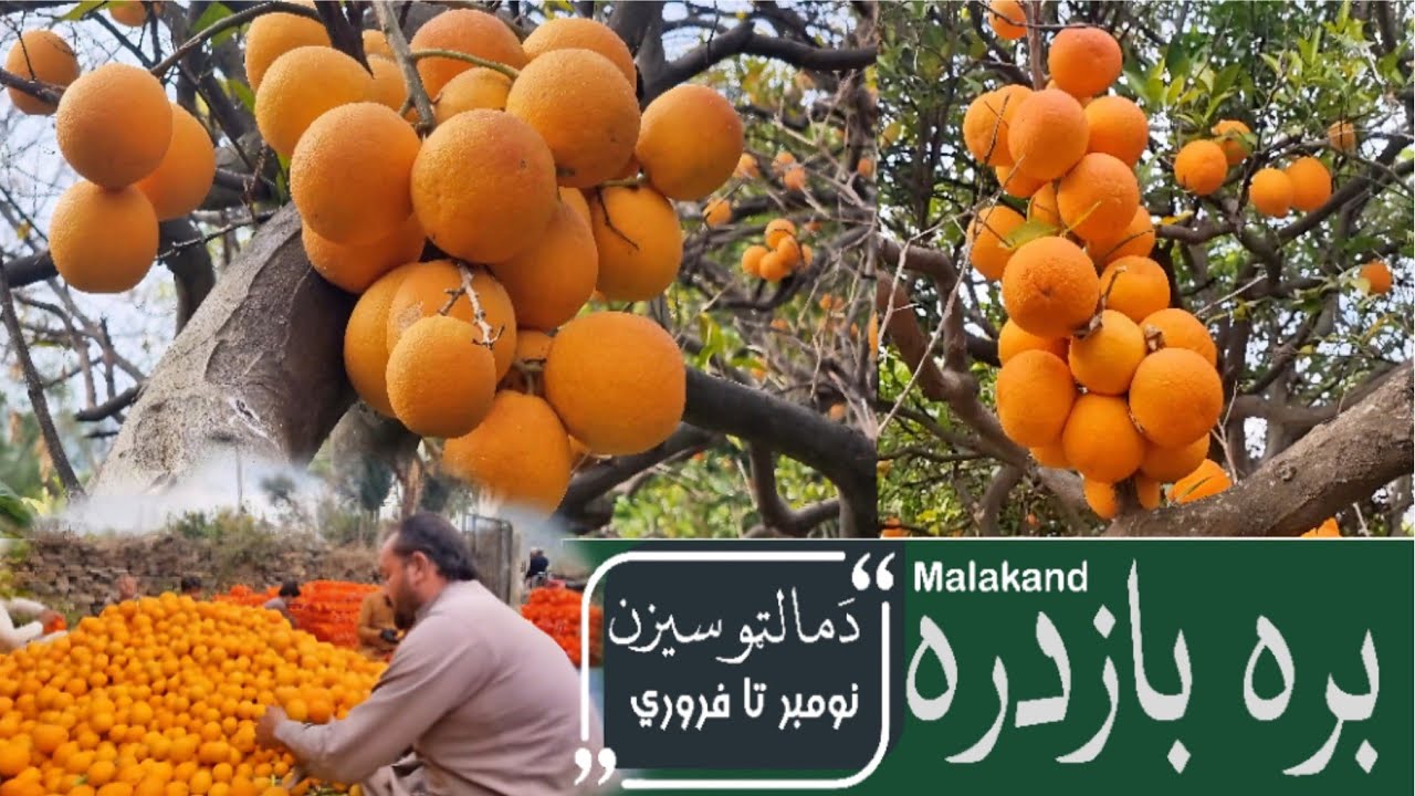 Palai Famous Malta (Oranage) 🍊🍊 District Malakad Pakistan - YouTube