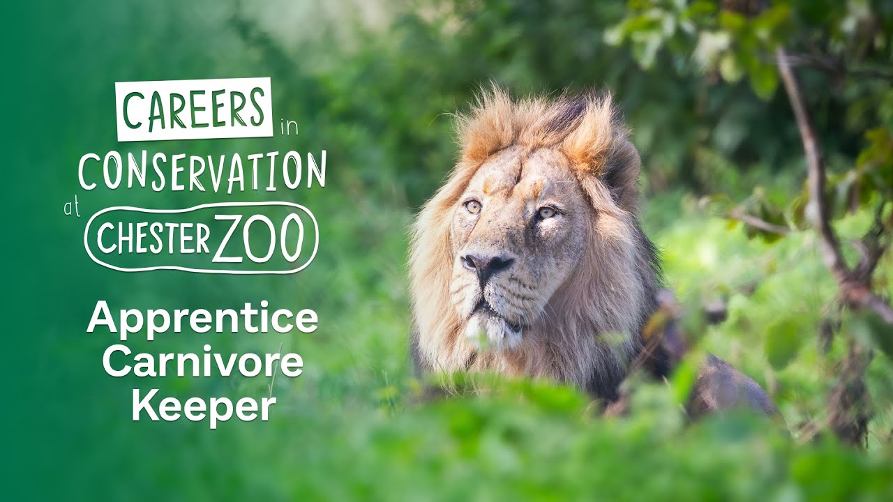 Chester Zoo Careers - Apprentice Carnivore Keeper - YouTube