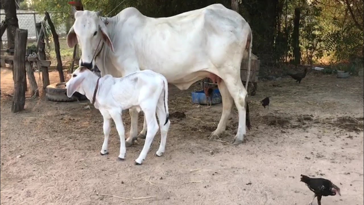 cow with natural, baby cow, Khmer video original - YouTube