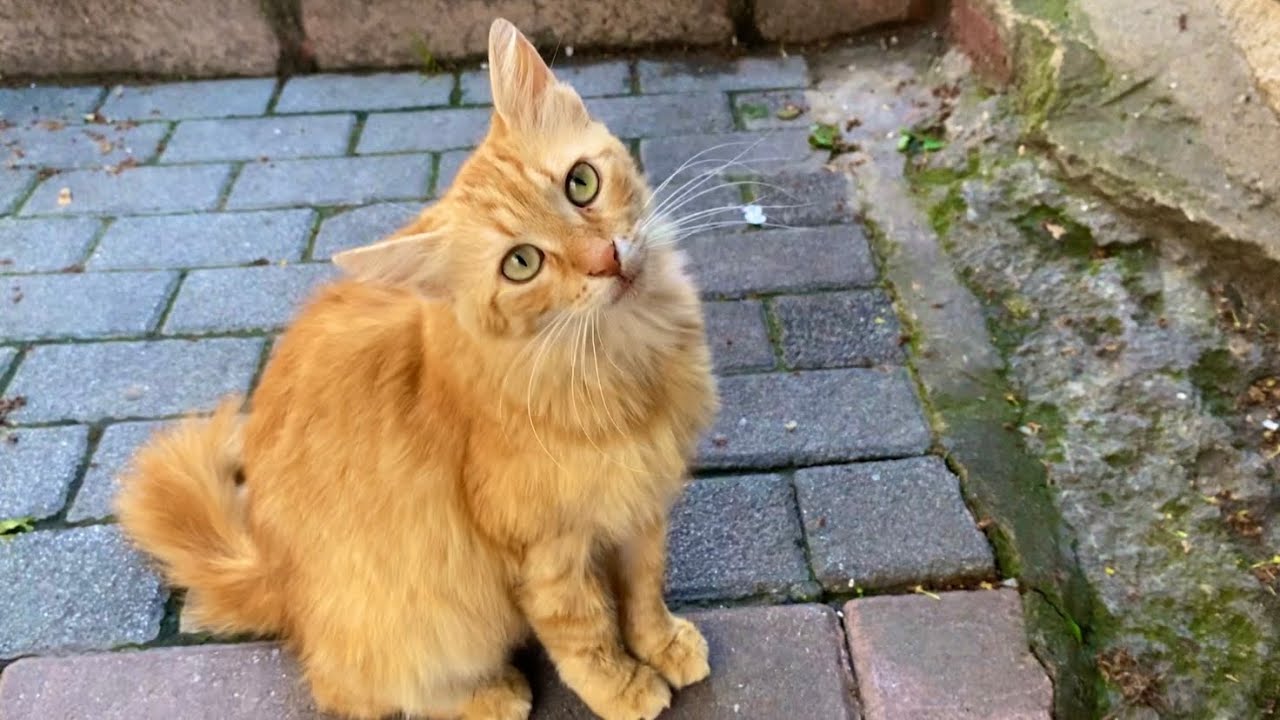 Cute Yellow Cat living on the street. This cat is so beautiful. 😍💕 ...