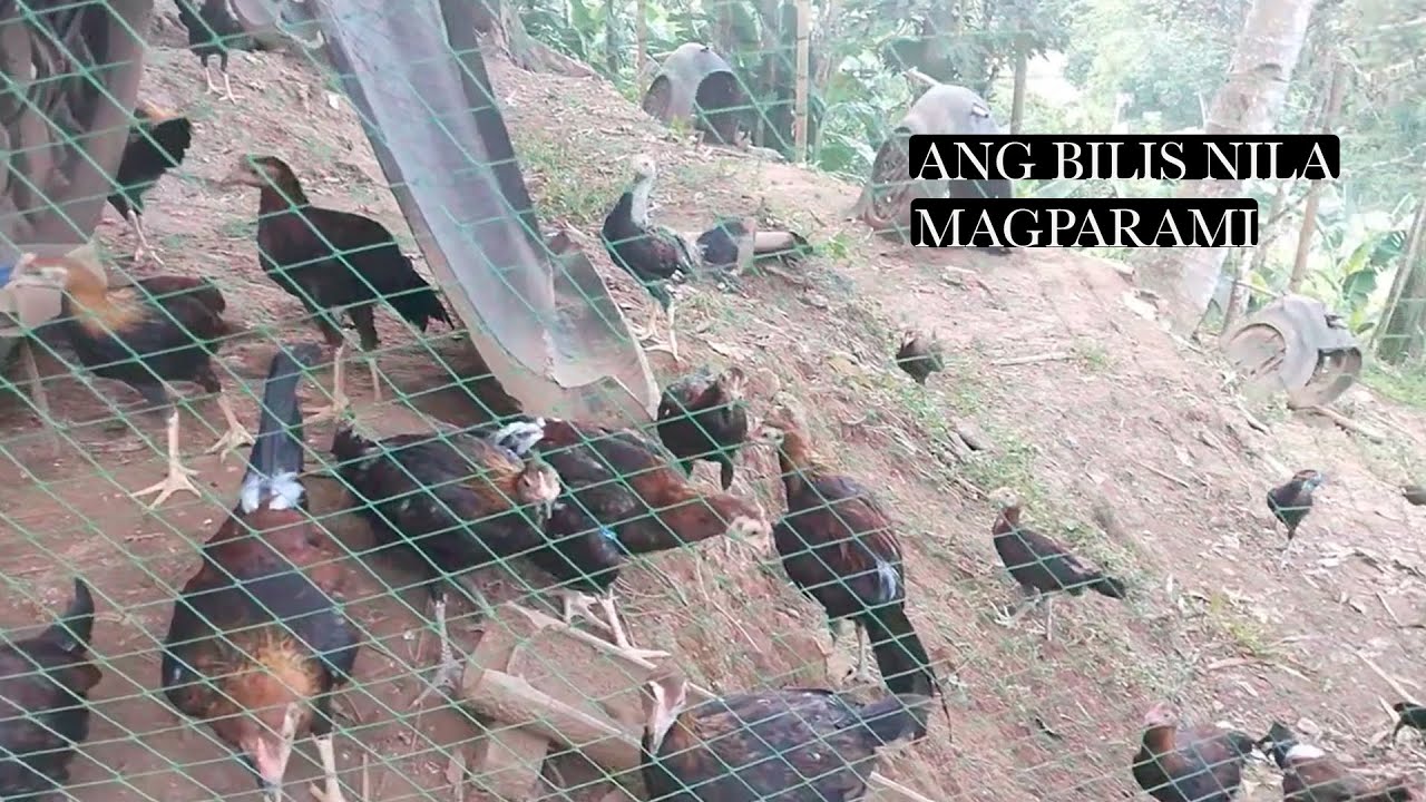ITSURA PALANG NG MGA MANOK DITO PANALO NA - YouTube