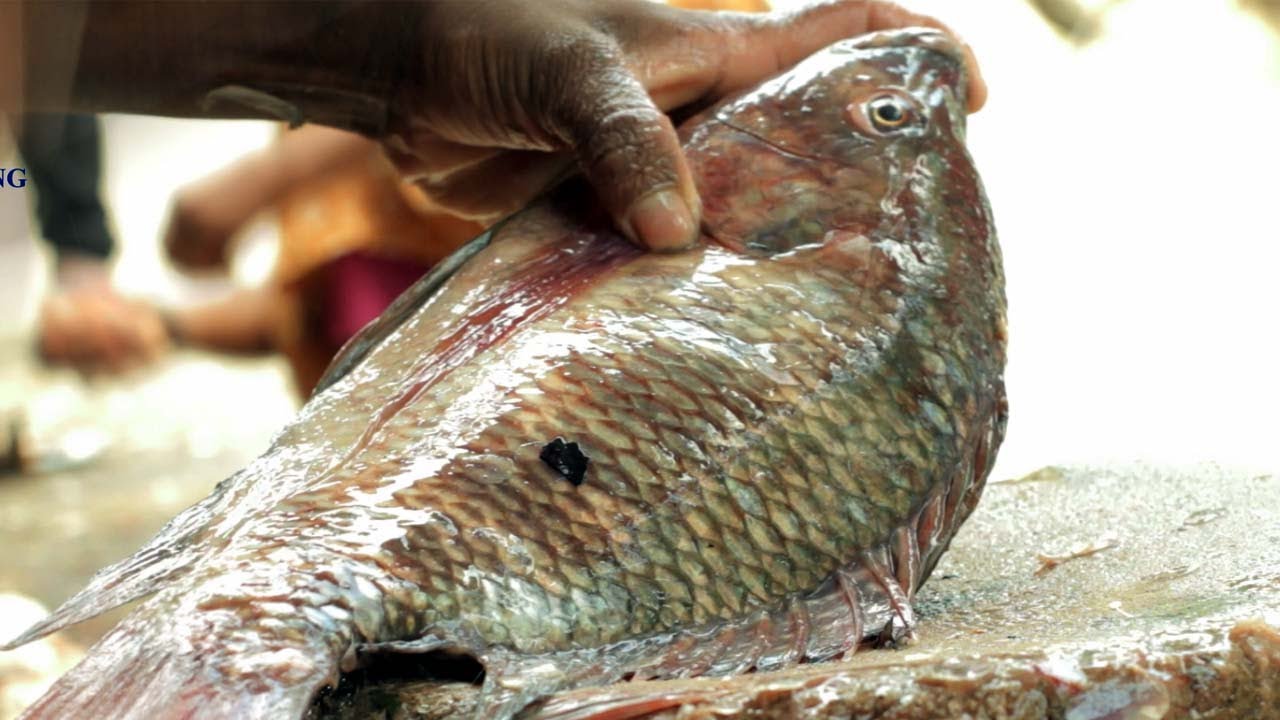 Live Big Tilapia Fish Cutting Skills In Bangladesh Fish Market II ...