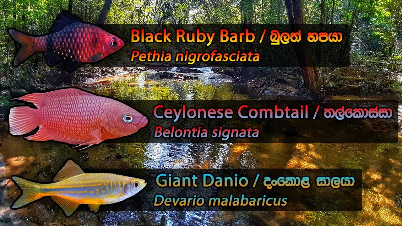 Black Ruby Barb, Ceylonese Combtail, Giant Danio - Sri Lankan Endemic ...