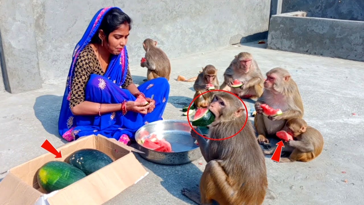 ऐसे तरबूज कौन खाता है भई | Feeding WatermelonTo Monkeys | Monkey Like ...