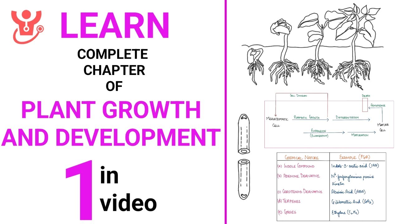 Plant Growth and Development Explained || NEET 2025 Biology || Class 11 ...