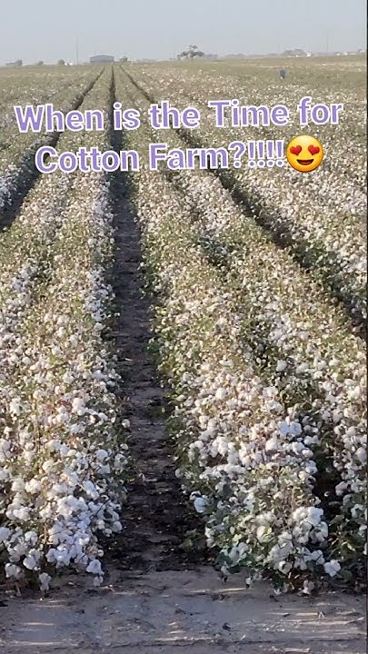 COTTON FARMING In Lubbock Texas - YouTube