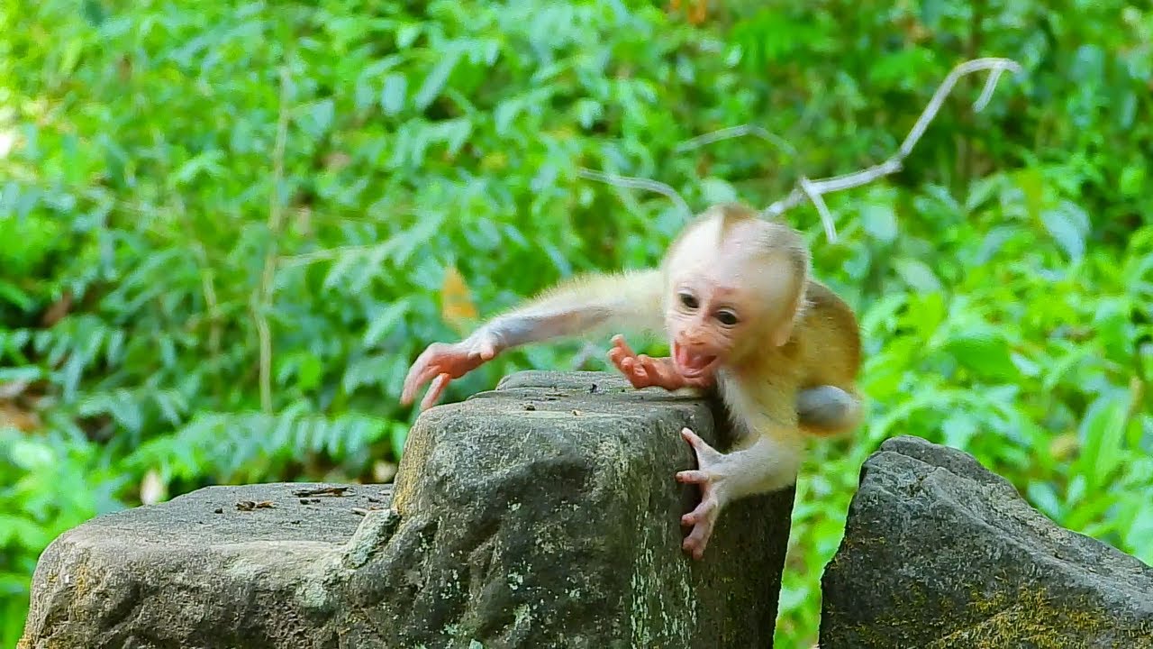 Help! Help! Cute Baby Monkey is falling down - YouTube