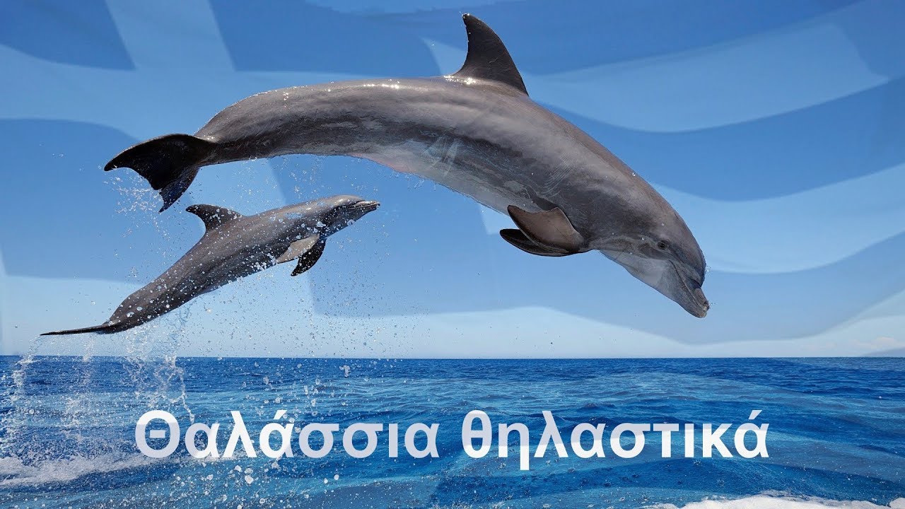 Θηλαστικά των ελληνικών θαλασσών (μέρος τρίτο) - YouTube