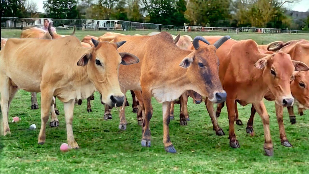Suara Sapi Lembu Berkeliaran di Ladang Sapi Memanggil kawan untuk ...