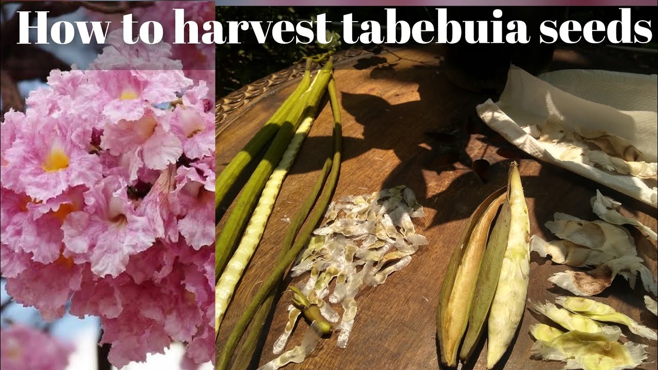 tabebuia seeds harvest | how to collect tabebuia seeds | how to ...