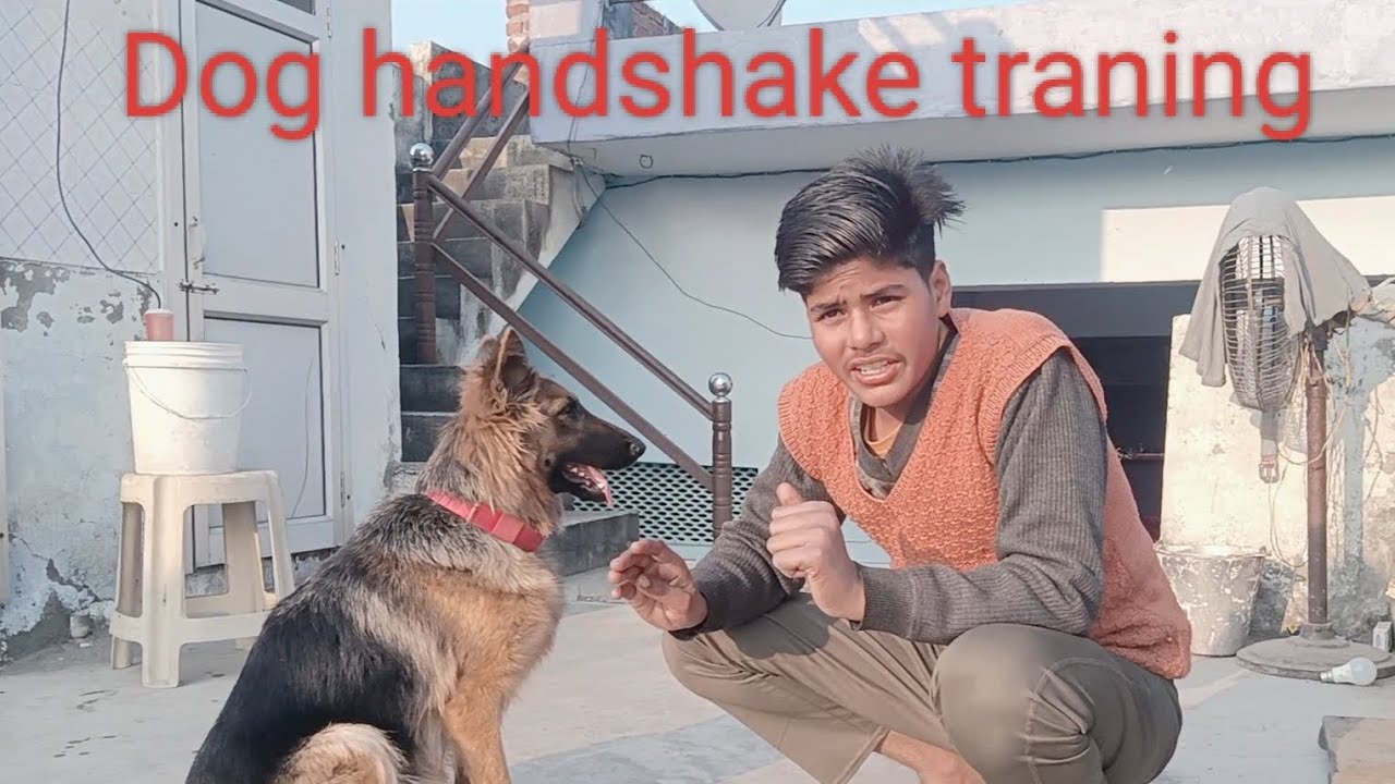 Dog Handshake And Sit Training|| German shepherd dog handshake traning ...