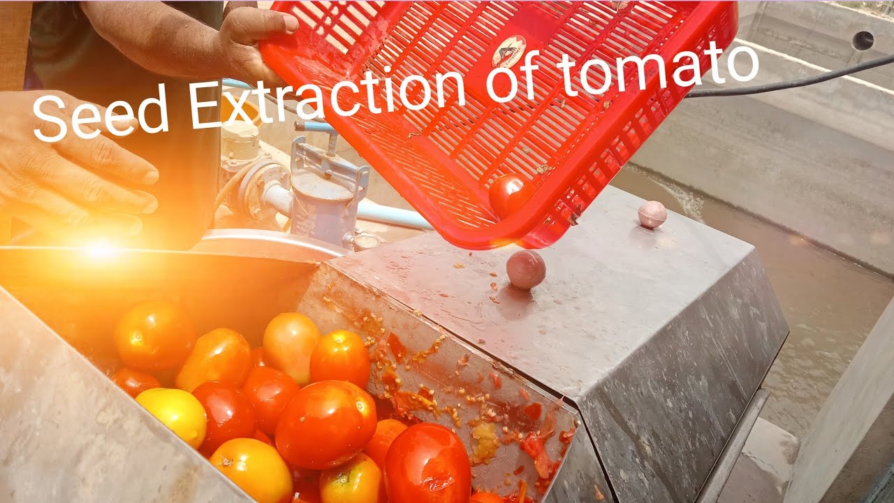 Seed Extraction Methods|Mechanical/Manual|All About Agriculture. - YouTube