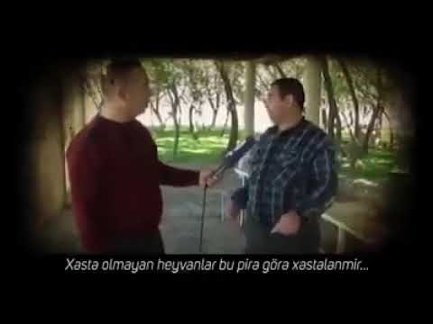 Mal piri… 🐮 Görmüsünüz belə şeyləri?Ey insanlar! Bunun üçün pir yox, baytarlıq var.