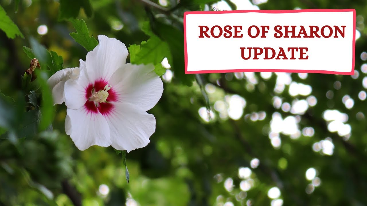 2021 Rose of Sharon Update 🎙 Broadway Gardener - YouTube