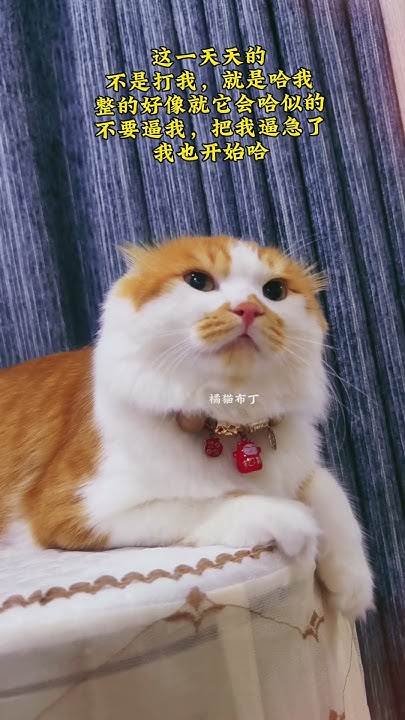 我看是时候反击了斤的猫斤的反骨 反骨猫 心思全写在脸上的猫 帮忙看一下这猫正经不 橘猫 Youtube
