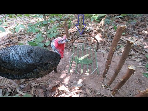 Traditional Wild Turkey Trap Homemade