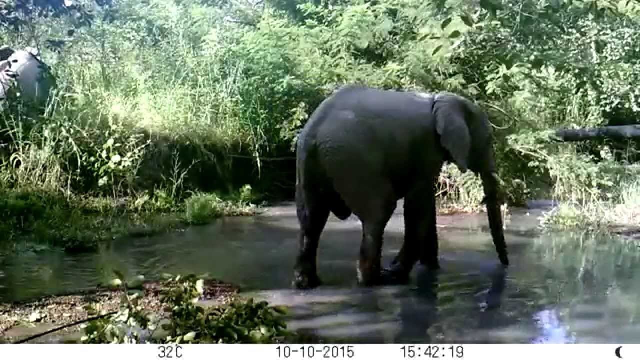 Elephants filmed on a camera-trap in southern Chad, 2015 - YouTube