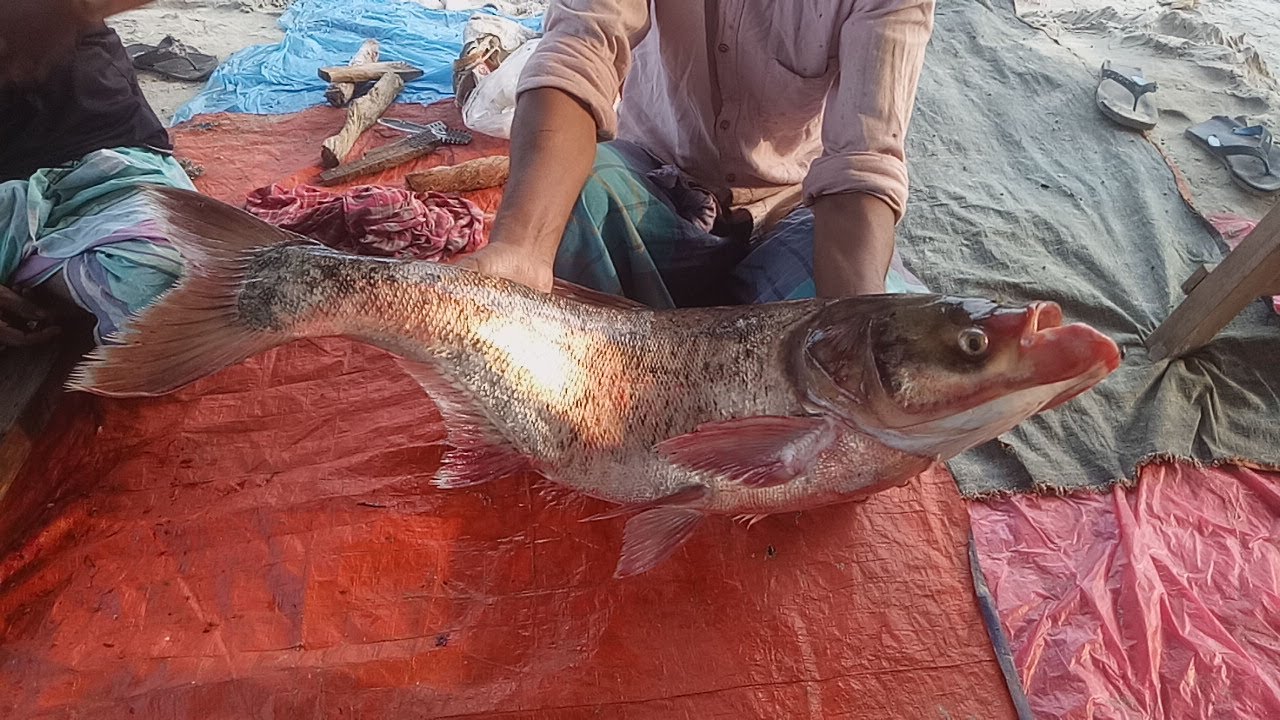 Amazing Big Silver carp Fish Cutting II Huge Egg Silver Carp Fish ...