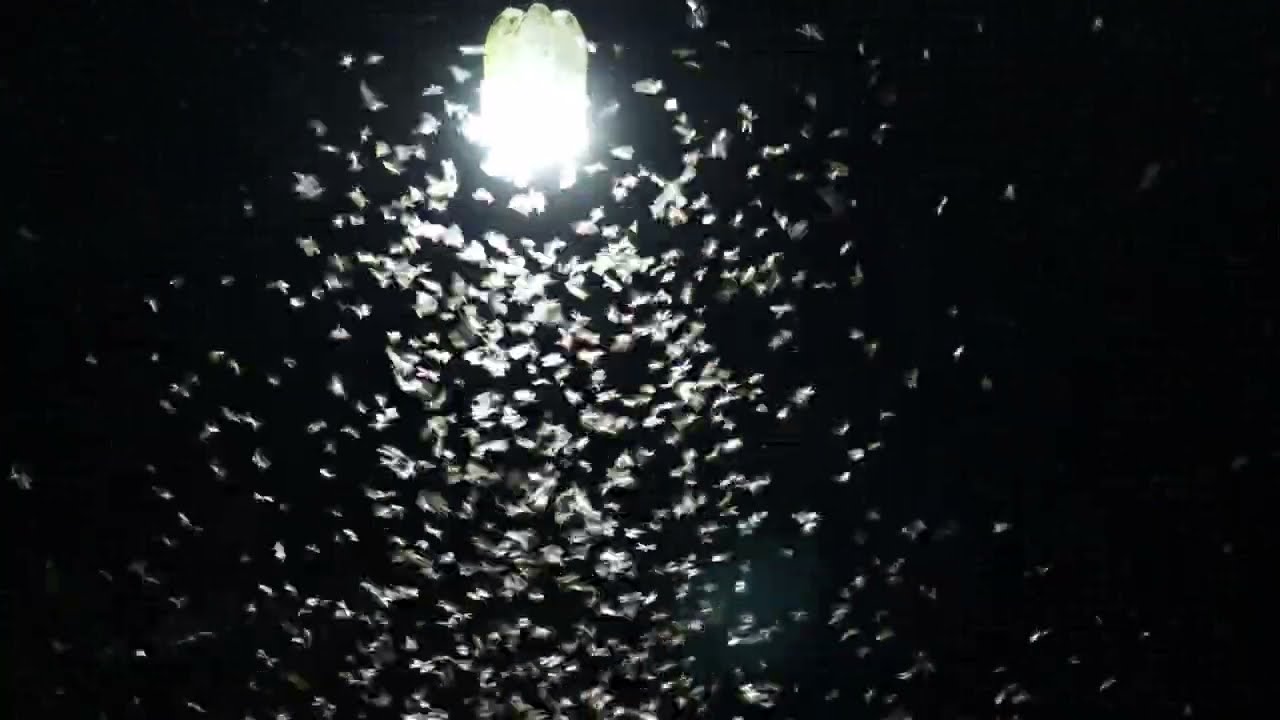 Rain insect :Flying termites : Coorg Monsoon Season - YouTube