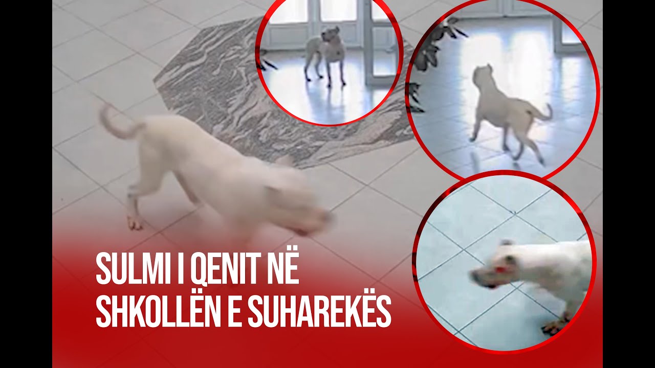 Dalin pamjet nga momenti kur qeni hyn brenda në shkollën “17 Shkurti ...