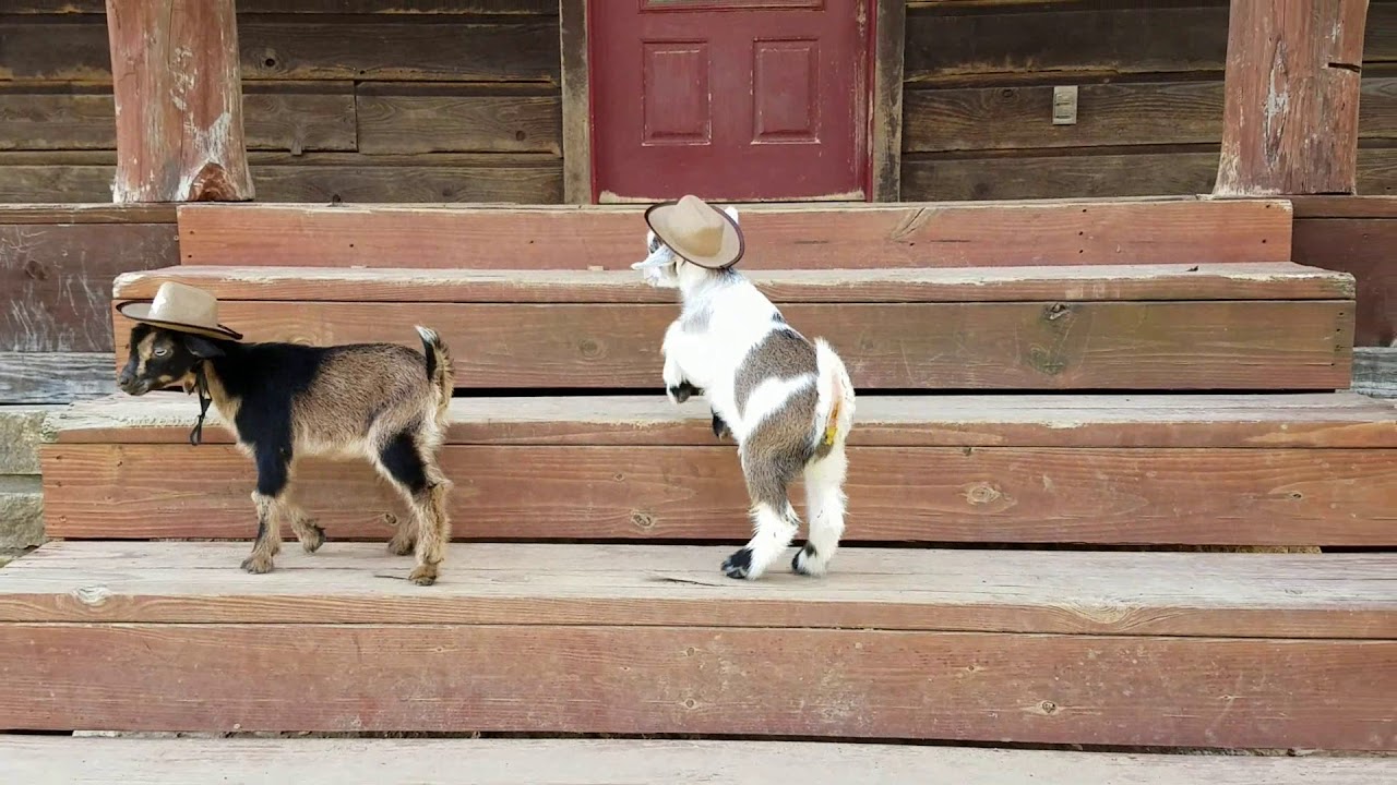 Baby Goats in Cowboy Hats - YouTube