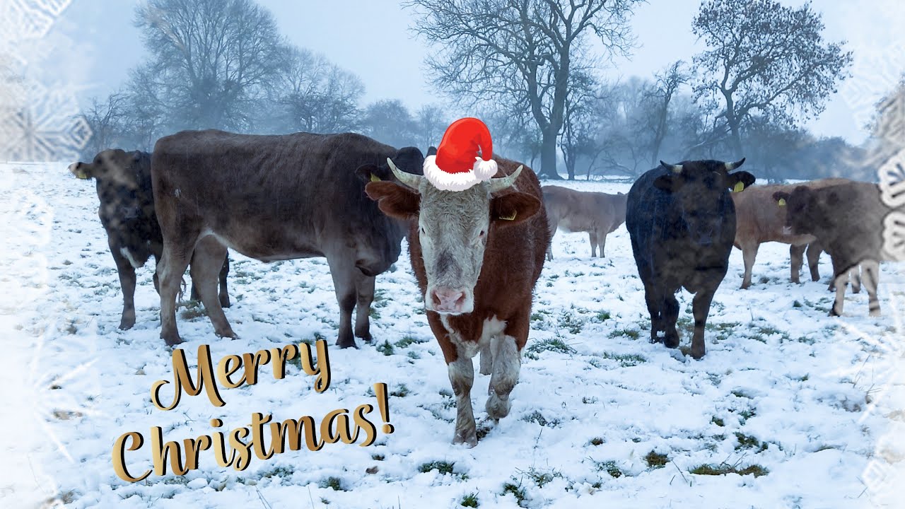 Cows in the Snow at Christmas (Christmas special)#cow - YouTube