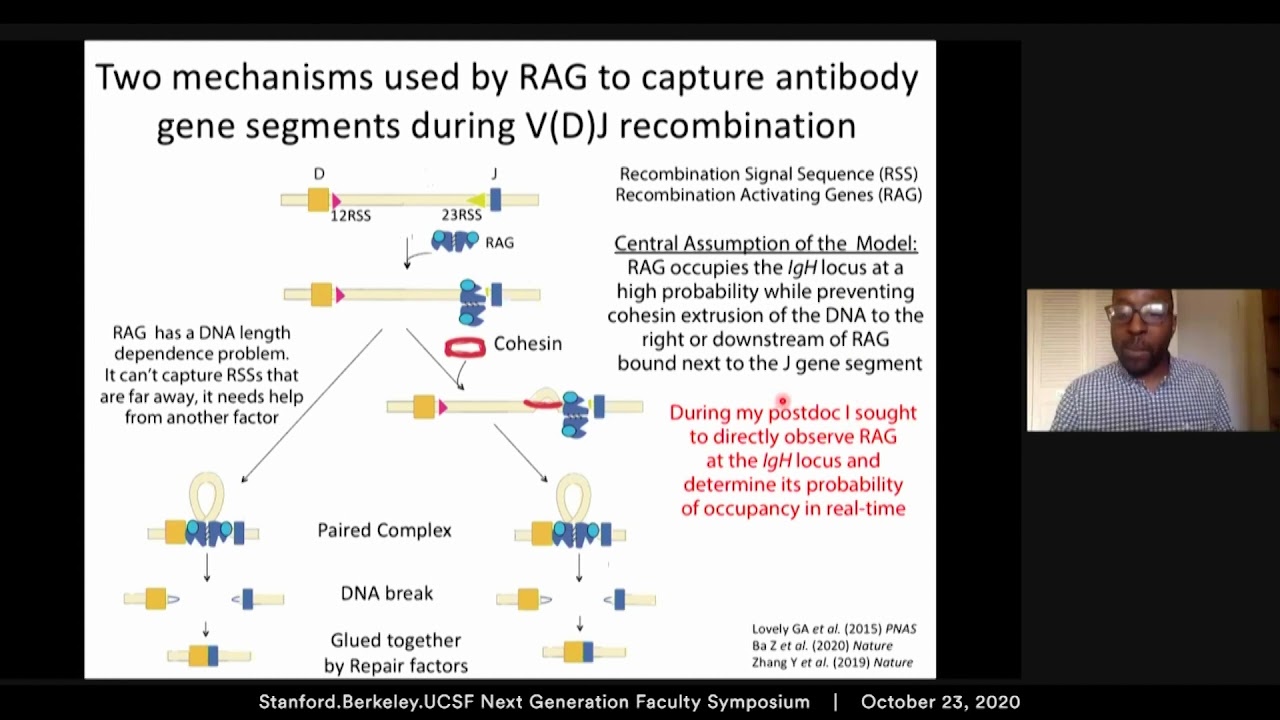 Visualizing a lymphocyte genome editor: watching RAG recombinase locate ...