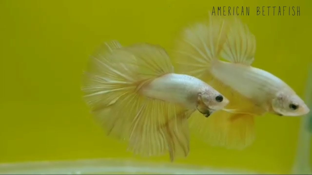 BETTA FISH SUPER YELLOW HALF MOON | AMERICAN BETTAFISH - YouTube