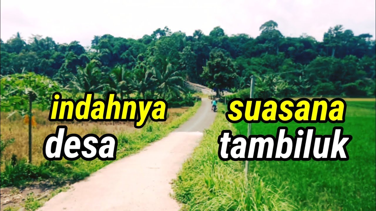 indahnya suasana desa tambiluk - YouTube