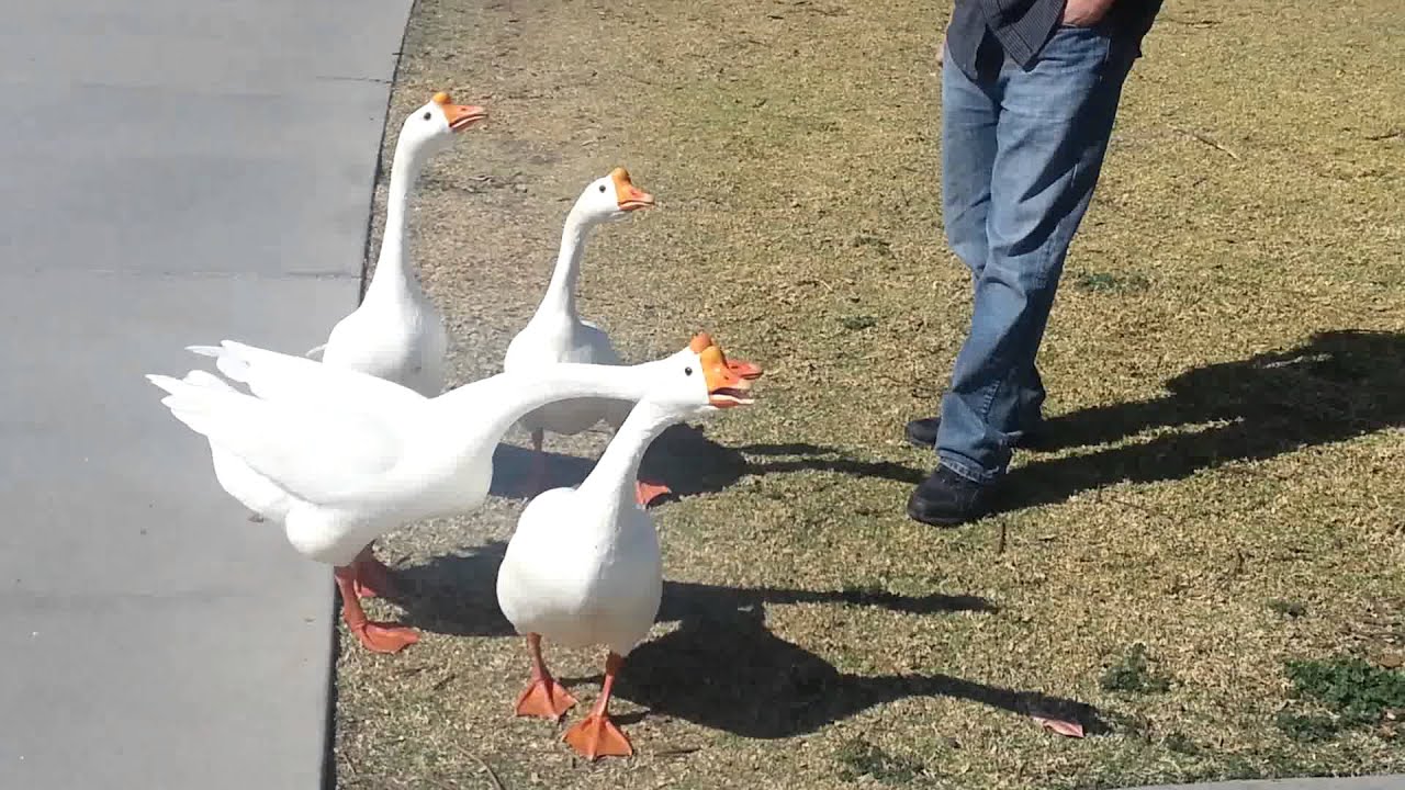 Geese chasing me - YouTube