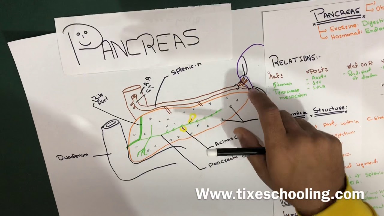Pancreas | Anatomy | Explained - YouTube