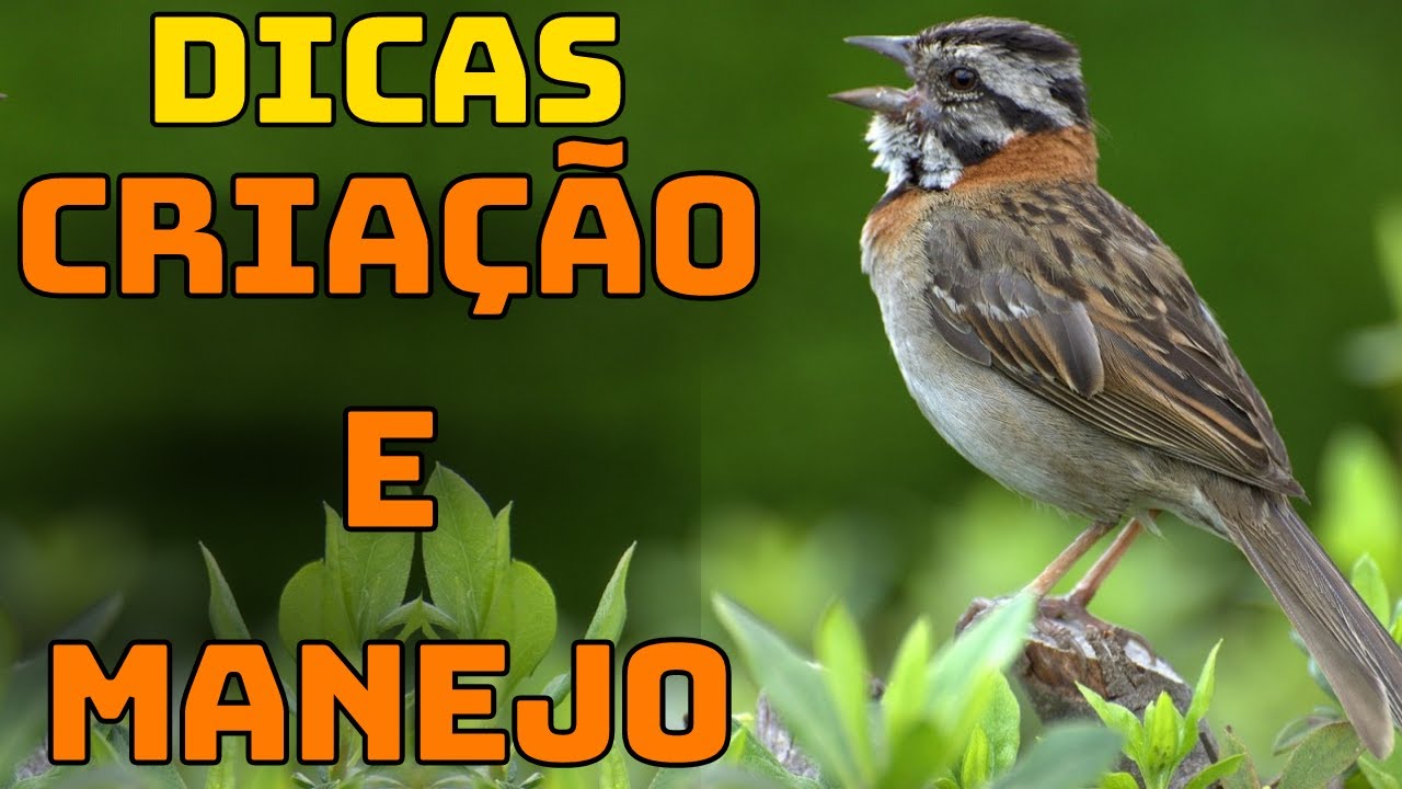 COMO CRIAR E FAZER O MANEJO CORRETO DO SEU TICO - TICO/ JESUS MEU DEUS ...