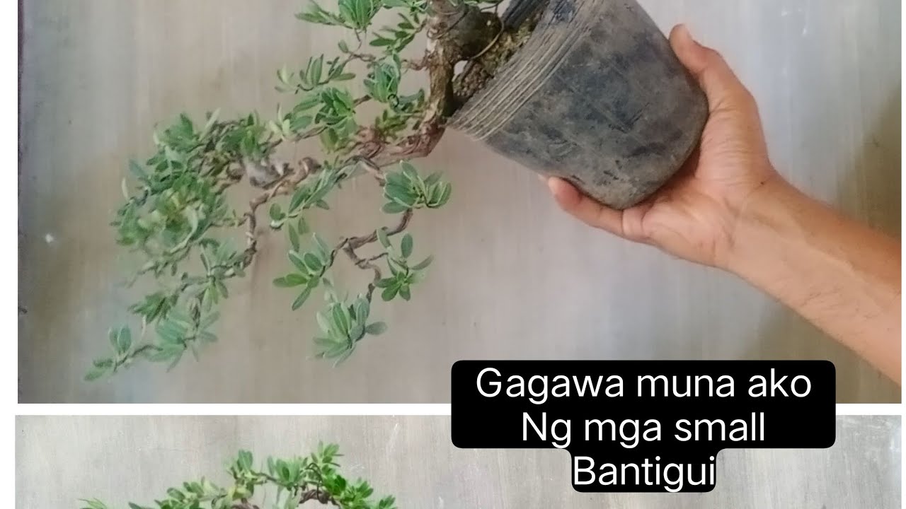 "Gagawa muna ako ng mga small bantigui" #bonsai - YouTube