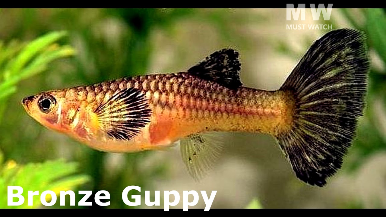 7 Ravishing Guppy Colors - YouTube