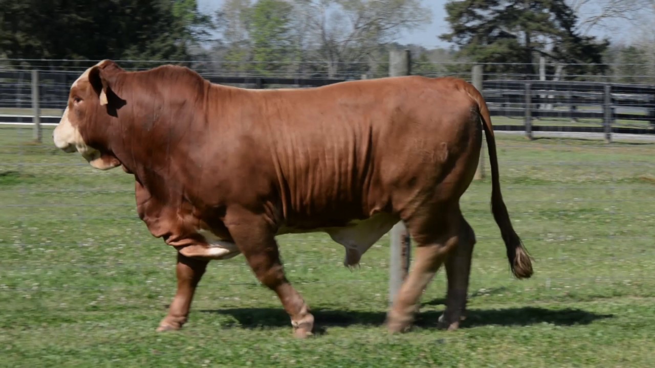Southern Cattle Co 2017 Tag 413 - YouTube
