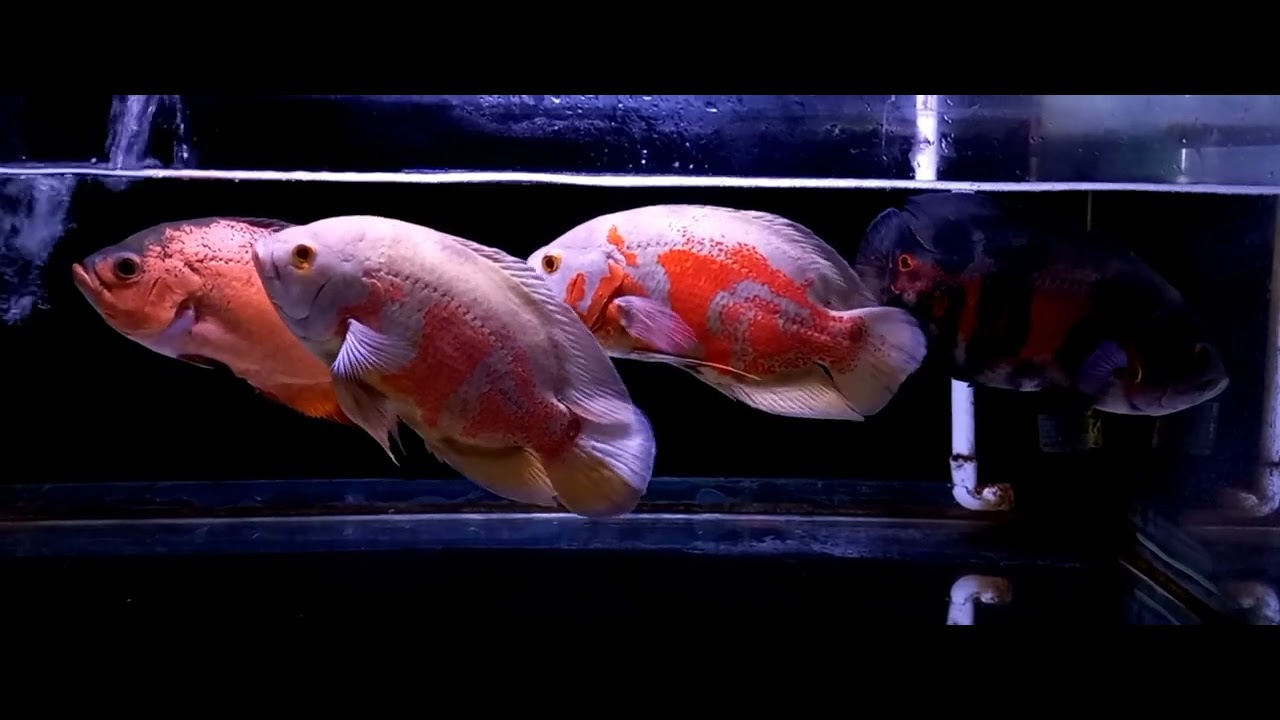 ikan Oscar.....joss meoss....mantappppppppppppp - YouTube