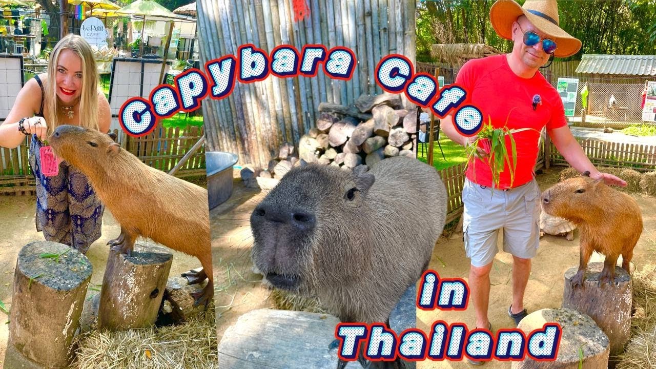🇹🇭 You’ve Never Seen Capybaras Like This! Chiang Mai Magic - YouTube