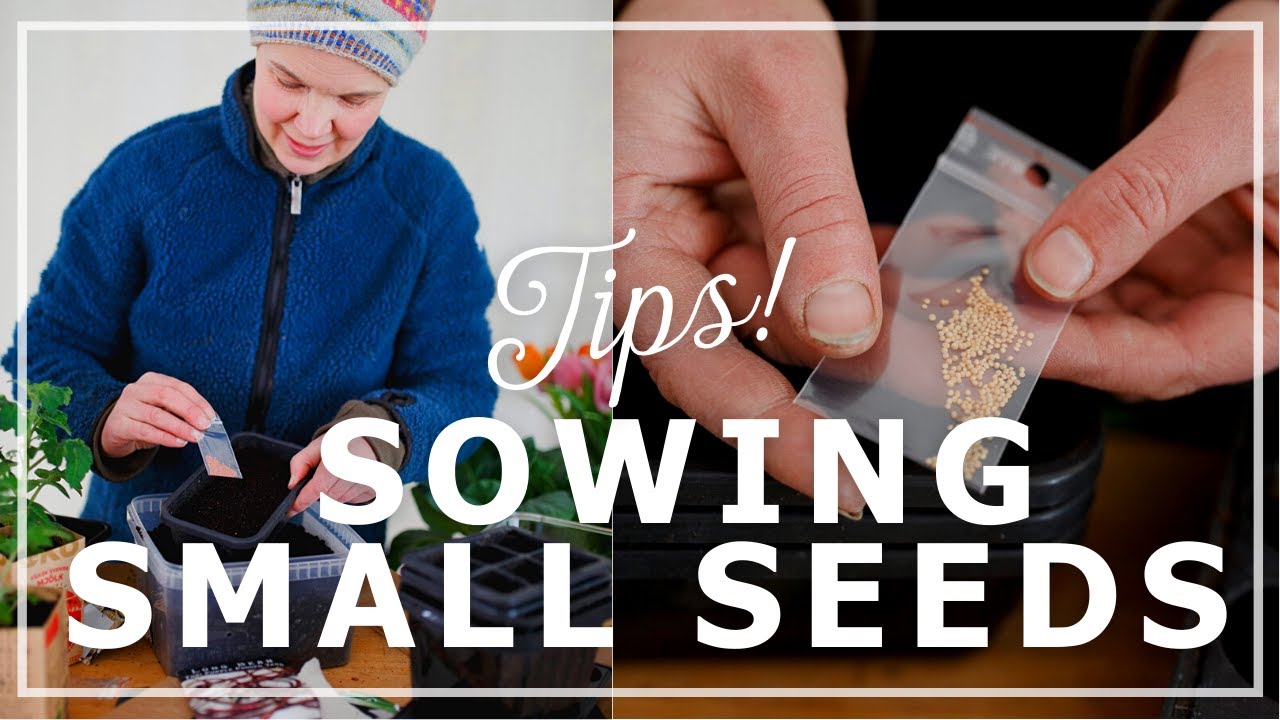 Tips for Sowing Small Seeds – Everything You Need to Know - YouTube