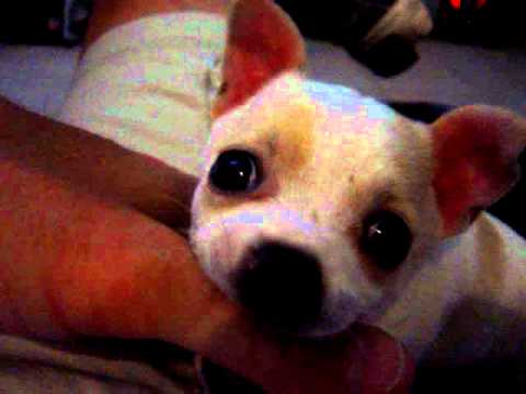 When Chihuahuas attack.MPG - YouTube